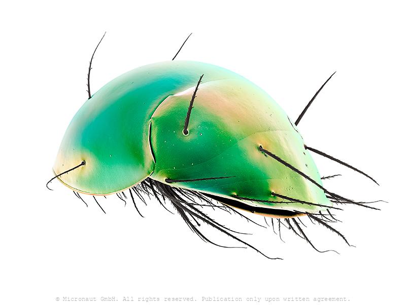Cursed Knights | Micronaut: The fine art of microscopy by science ...