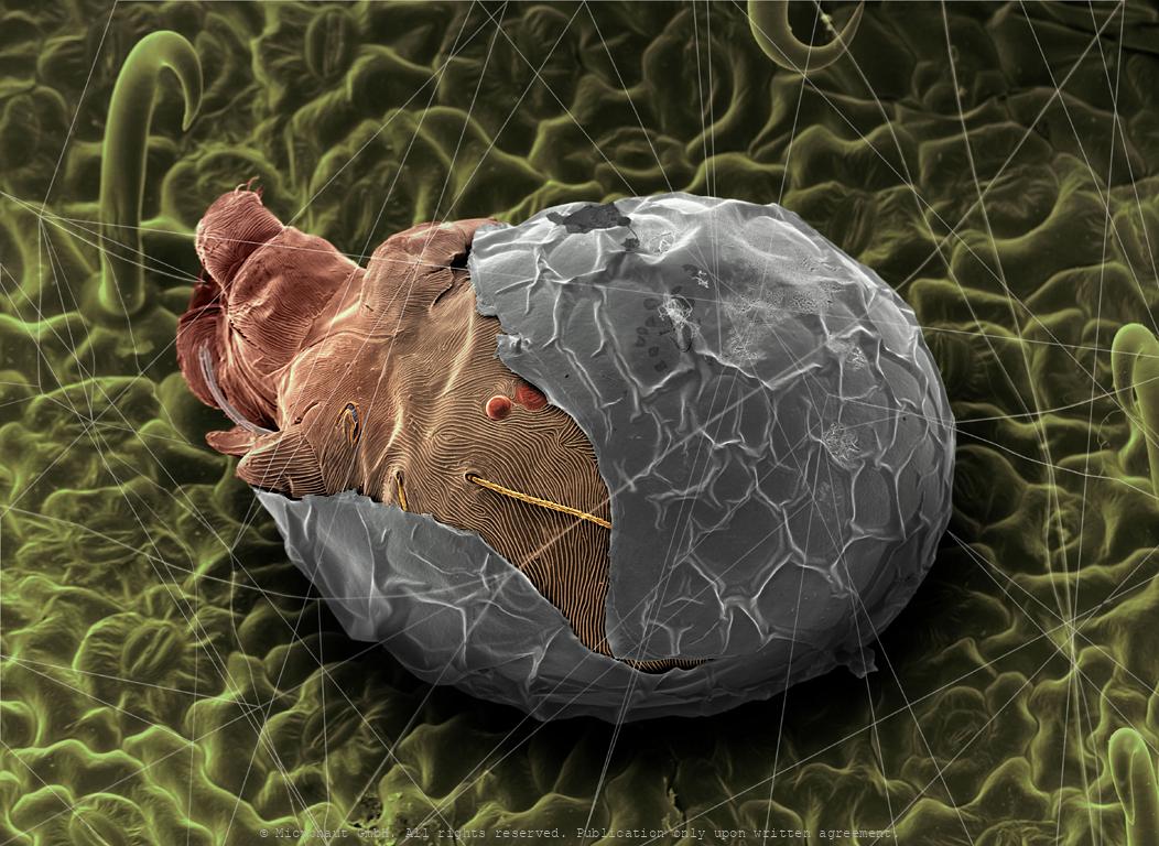 Microcosm I (animals) | Micronaut: The fine art of microscopy by ...