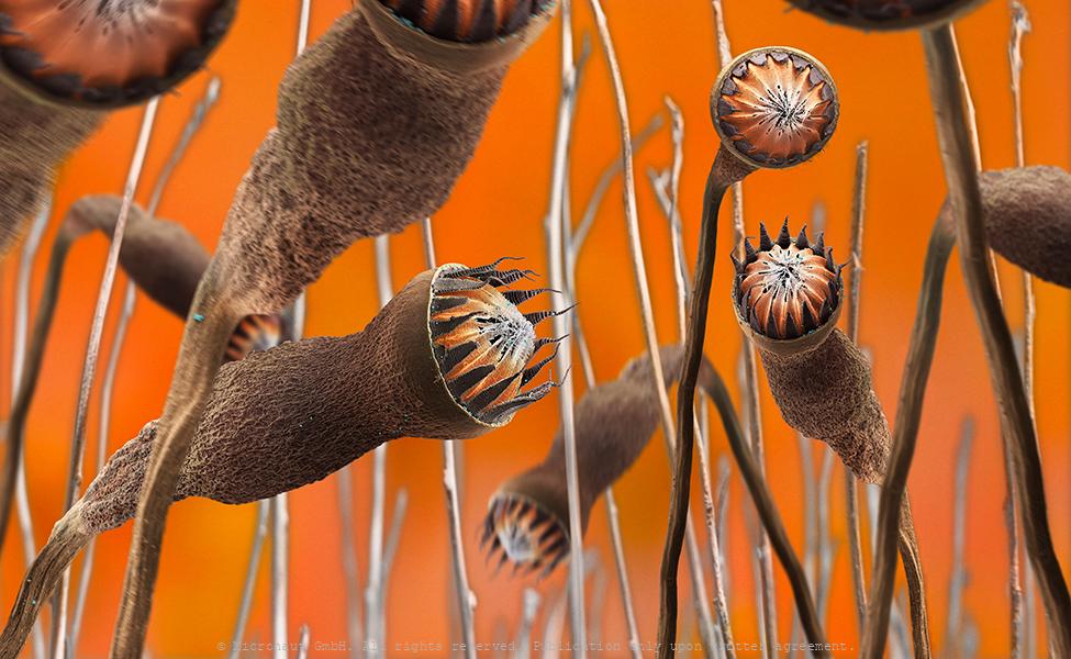 Microcosm II (plants & fungi) | Micronaut: The fine art of microscopy ...