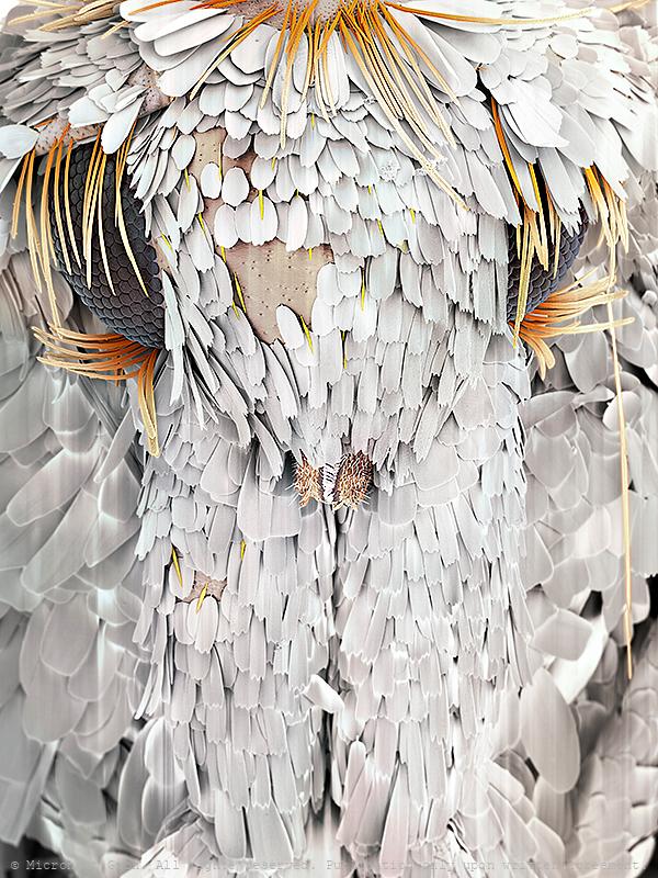 Microcosm I (animals) | Micronaut: The fine art of microscopy by ...