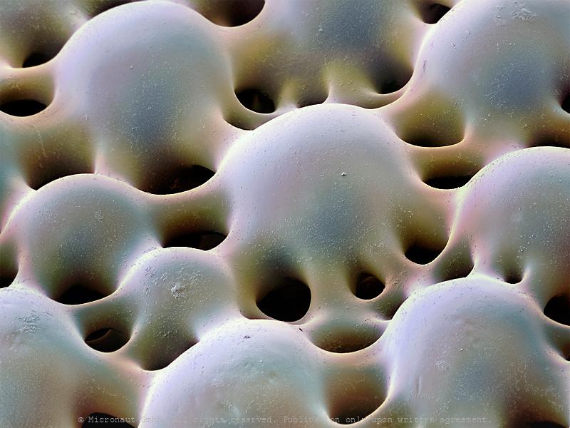 Vision | Micronaut: The fine art of microscopy by science photographer ...