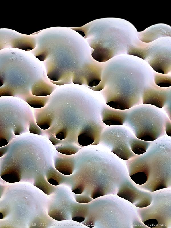 Vision | Micronaut: The fine art of microscopy by science photographer ...