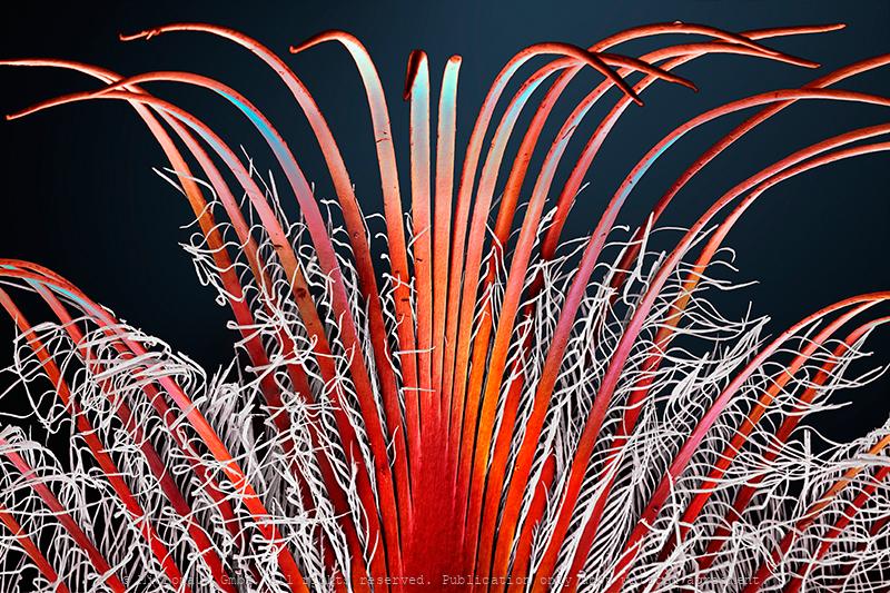 Microcosm I (animals) | Micronaut: The fine art of microscopy by ...