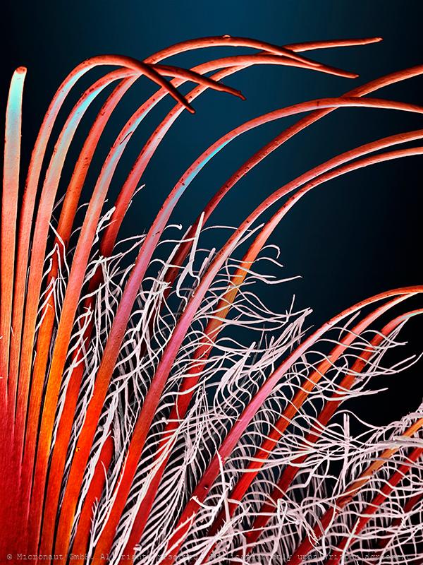 Microcosm I (animals) | Micronaut: The fine art of microscopy by ...