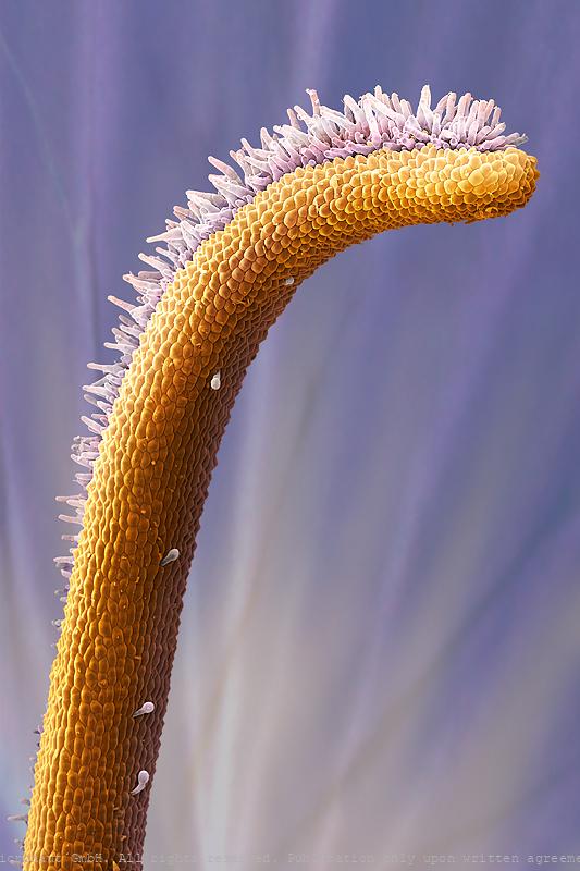 Microcosm II (plants & fungi) | Micronaut: The fine art of microscopy ...