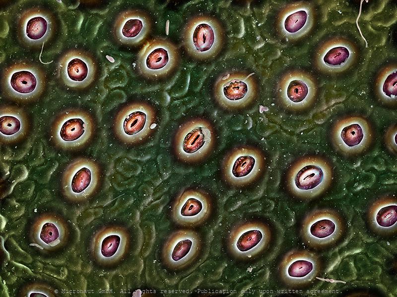 Microcosm II (plants & fungi) | Micronaut: The fine art of microscopy ...