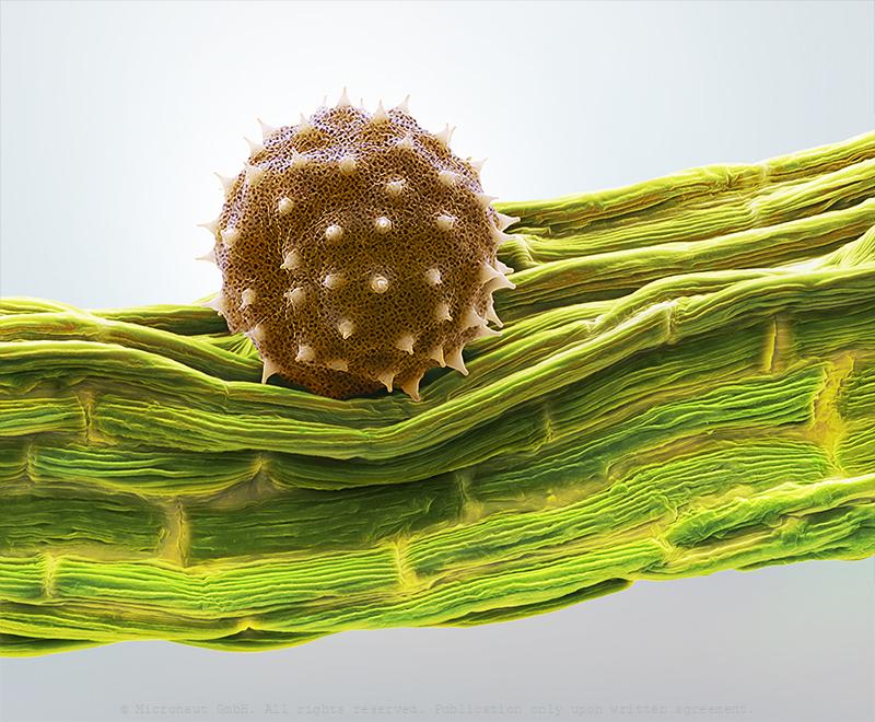 Pollen | Micronaut: The fine art of microscopy by science photographer ...