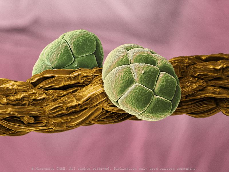Pollen | Micronaut: The fine art of microscopy by science photographer ...