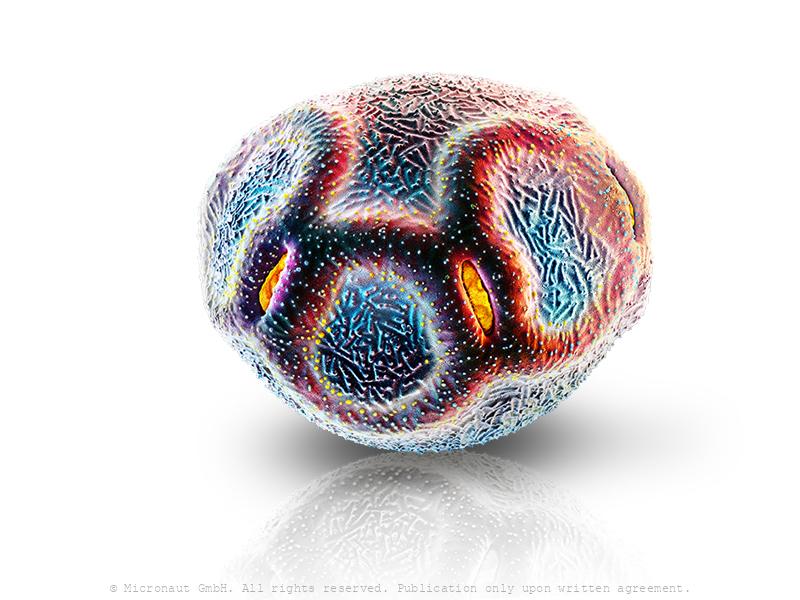 Pollen | Micronaut: The fine art of microscopy by science photographer ...