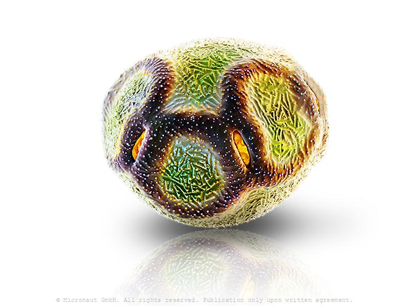 Pollen | Micronaut: The fine art of microscopy by science photographer ...