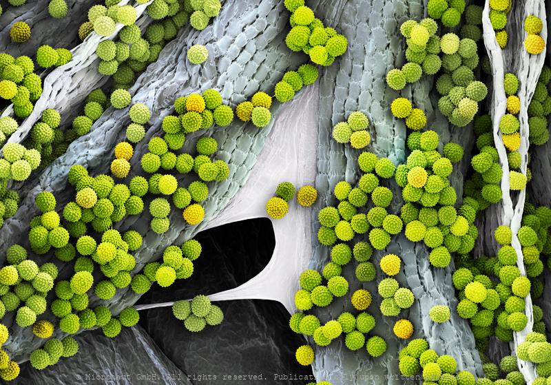 Pollen | Micronaut: The fine art of microscopy by science photographer ...
