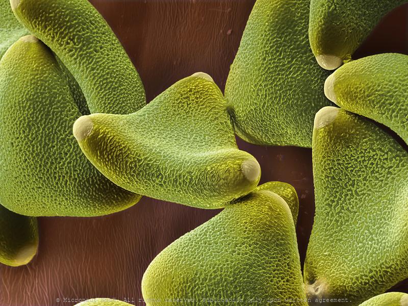 Pollen | Micronaut: The fine art of microscopy by science photographer ...