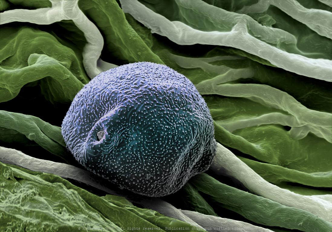 Pollen | Micronaut: The fine art of microscopy by science photographer ...