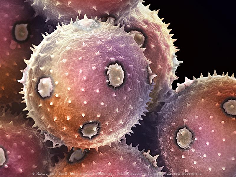 Pollen (Cucurbita sp.) | Micronaut: The fine art of microscopy by ...