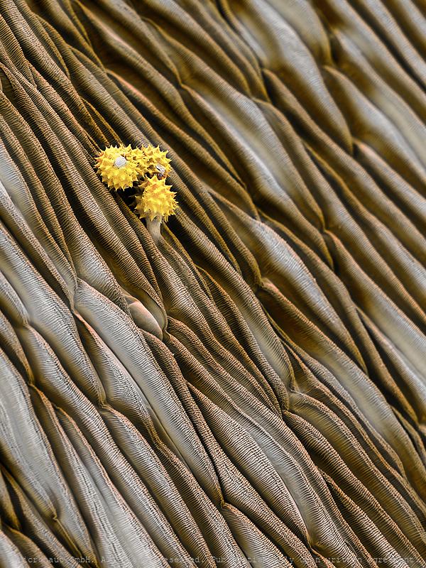 Pollen | Micronaut: The fine art of microscopy by science photographer ...