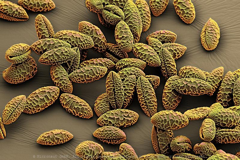 Pollen | Micronaut: The fine art of microscopy by science photographer ...