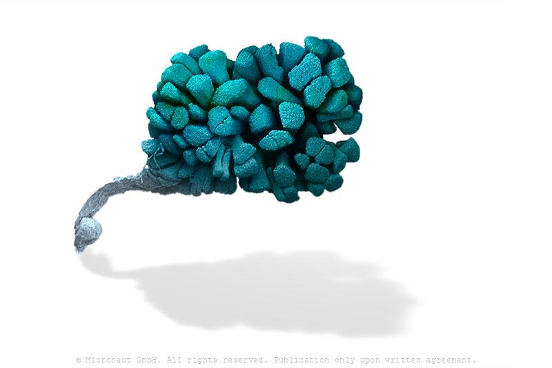 Pollen | Micronaut: The fine art of microscopy by science photographer ...