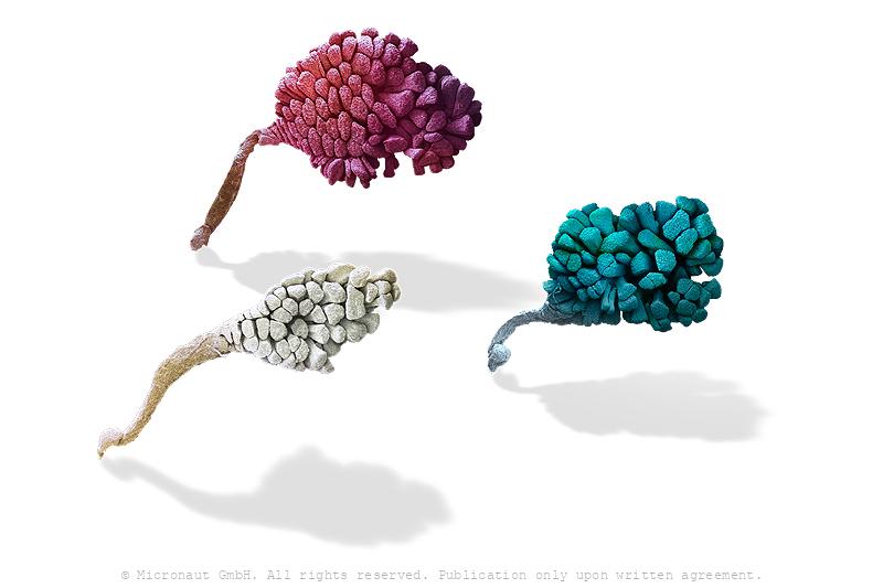 Pollinium from an Orchid | Micronaut: The fine art of microscopy by ...