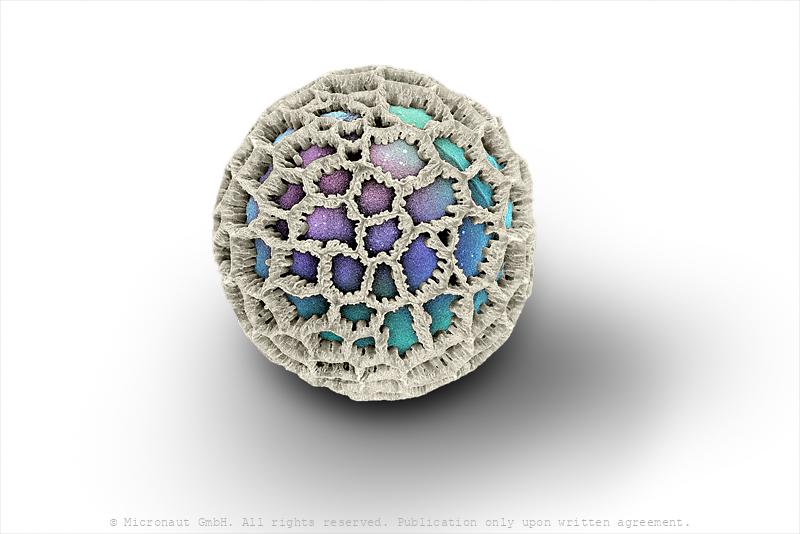 Pollen | Micronaut: The fine art of microscopy by science photographer ...