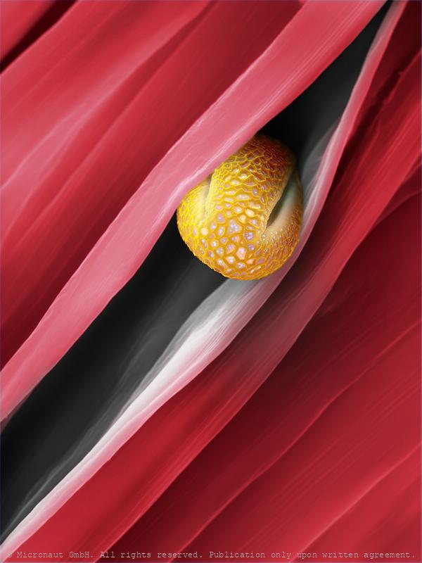 Pollen | Micronaut: The fine art of microscopy by science photographer ...