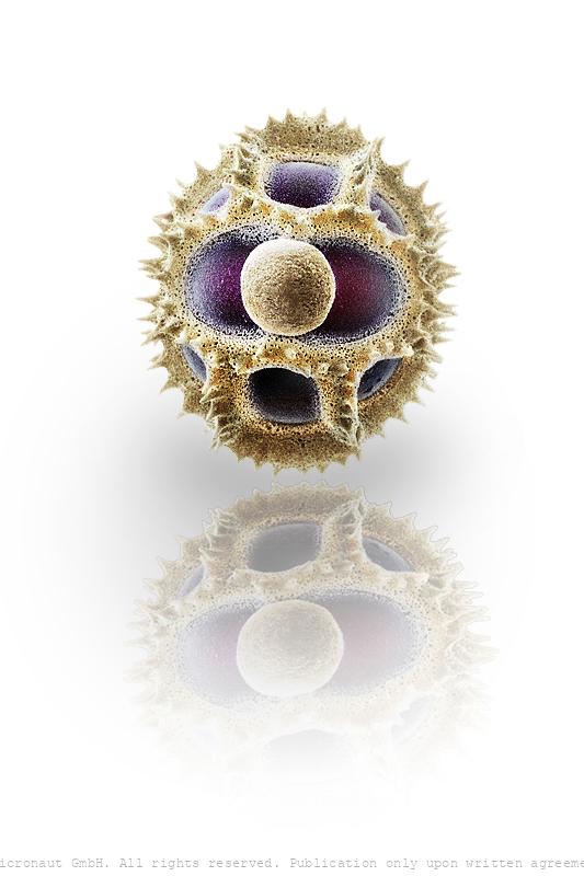 Pollen | Micronaut: The fine art of microscopy by science photographer ...