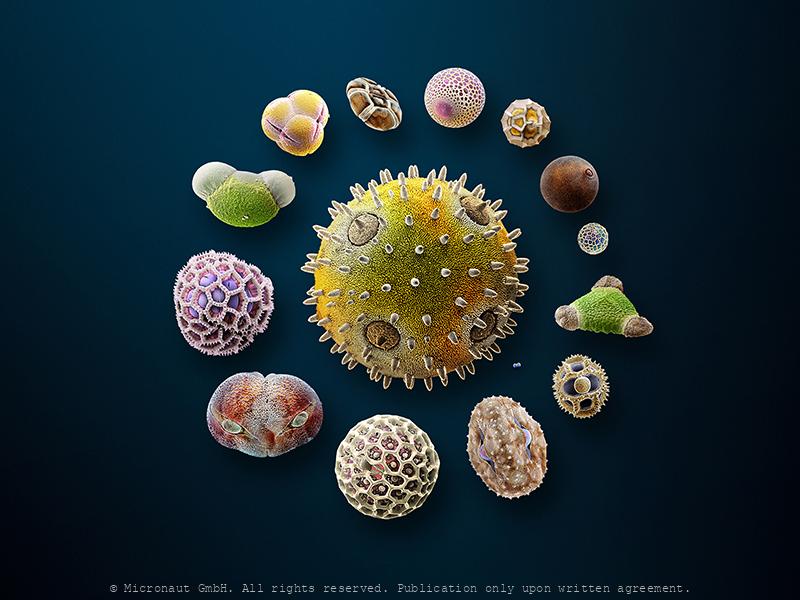 Pollen | Micronaut: The fine art of microscopy by science photographer ...