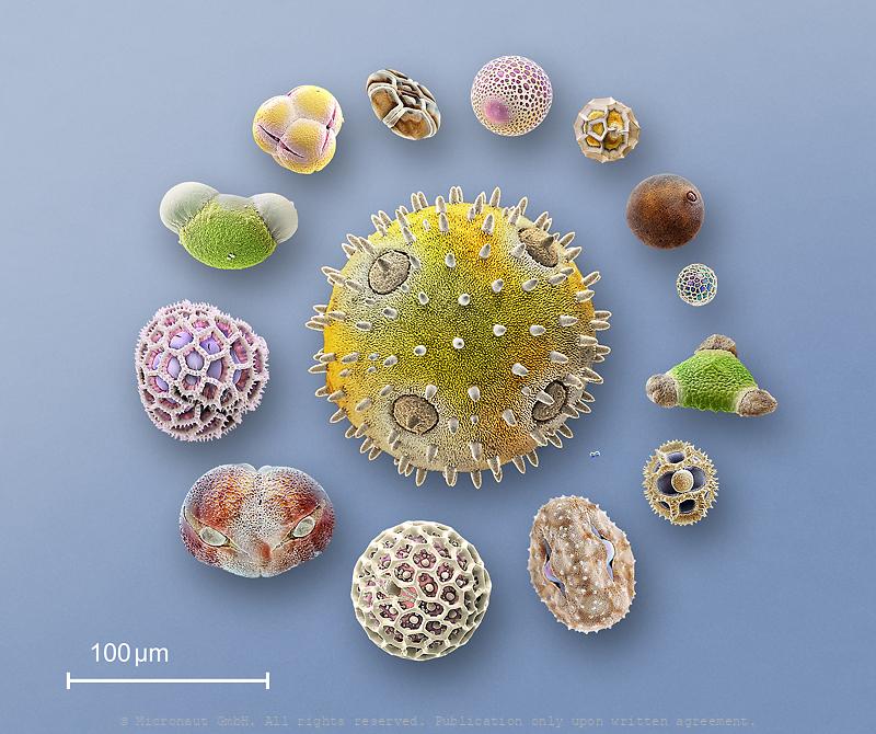 Pollen | Micronaut: The fine art of microscopy by science photographer ...