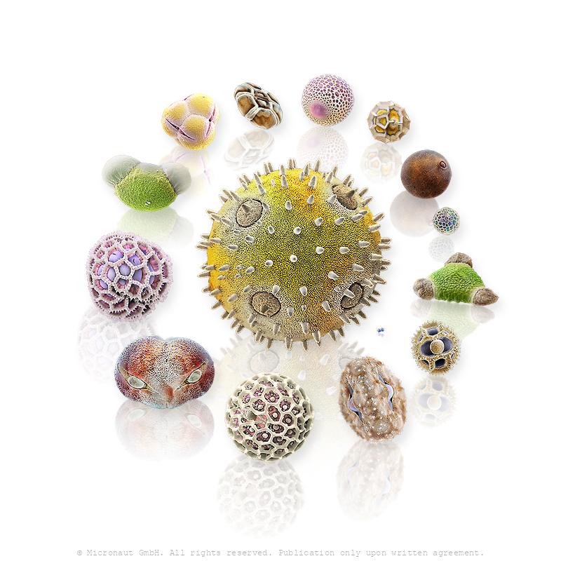 Pollen | Micronaut: The fine art of microscopy by science photographer ...