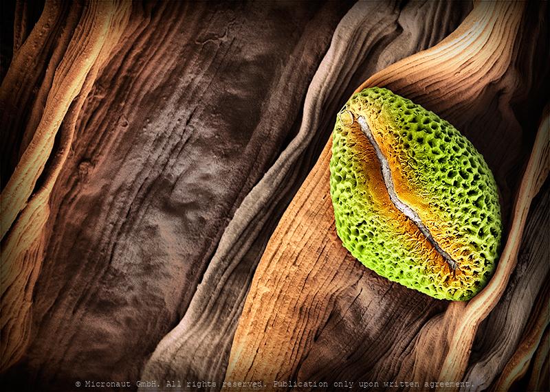 Pollen | Micronaut: The fine art of microscopy by science photographer ...