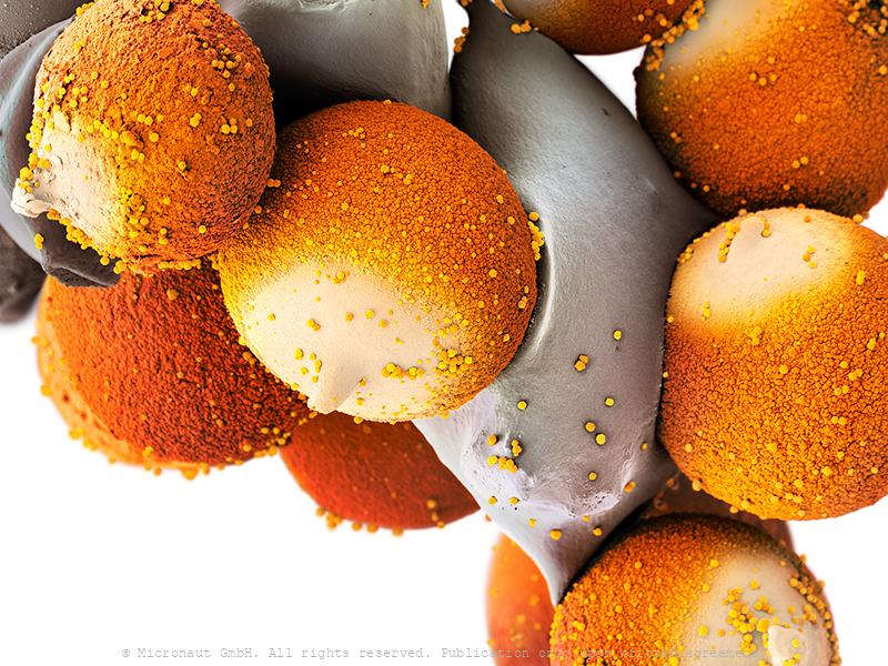 Pollen | Micronaut: The fine art of microscopy by science photographer ...