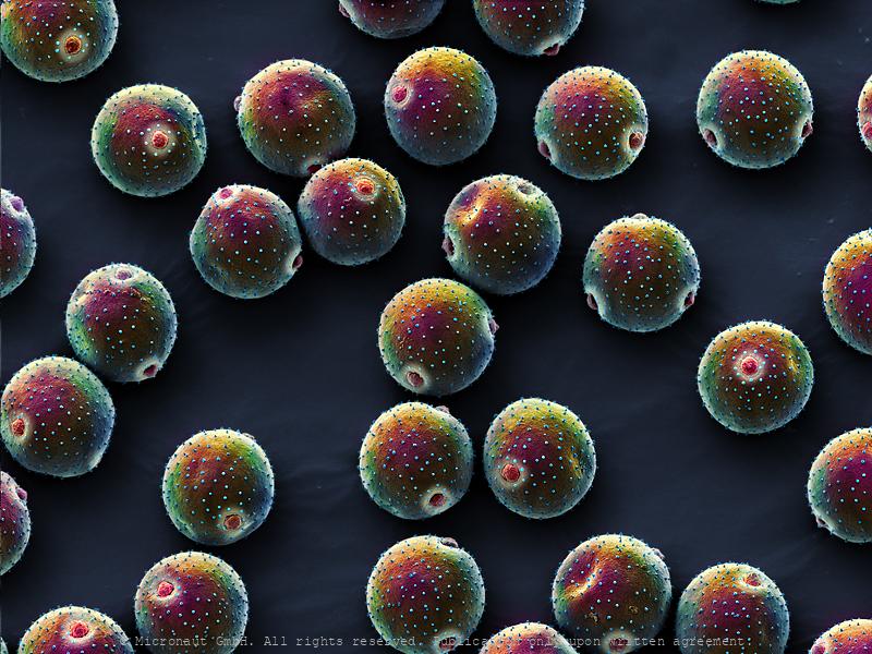 Pollen | Micronaut: The fine art of microscopy by science photographer ...