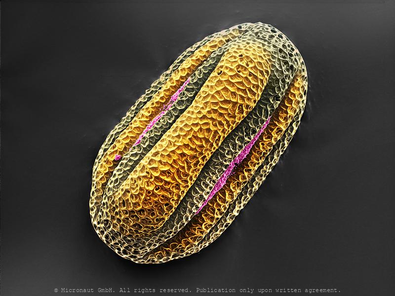 Pollen | Micronaut: The fine art of microscopy by science photographer ...