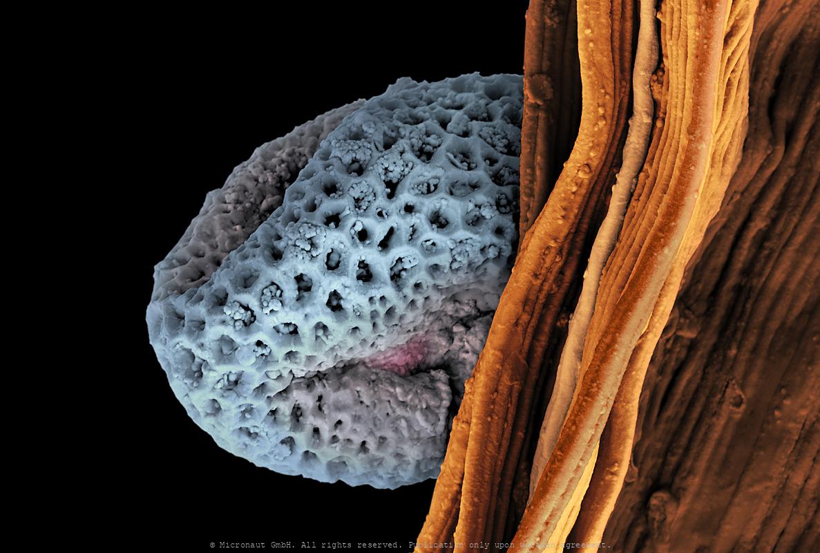 Pollen | Micronaut: The fine art of microscopy by science photographer ...