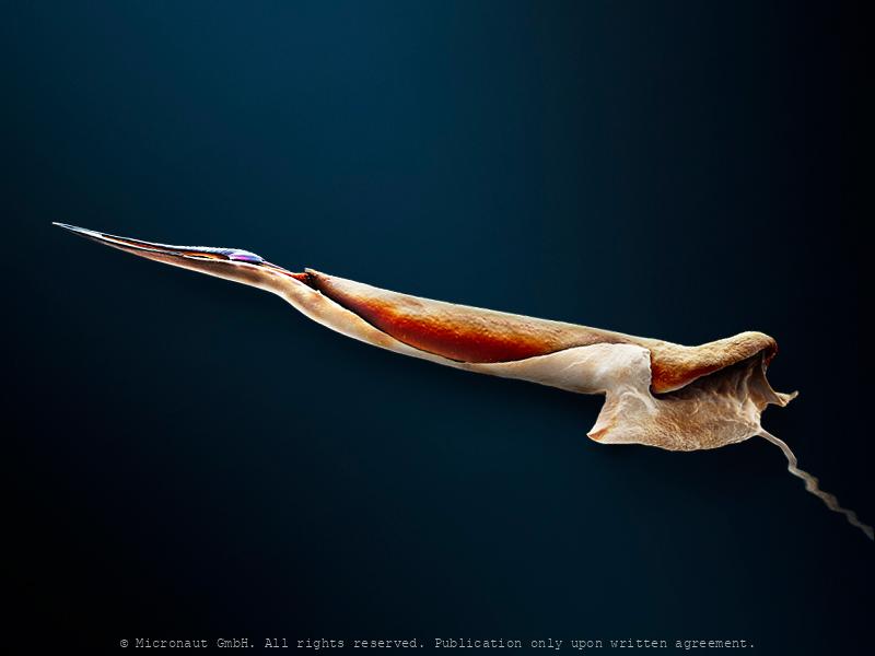 Lethal Weapons | Micronaut: The fine art of microscopy by science ...