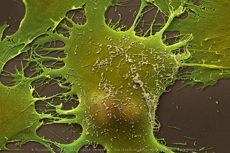 Science | Micronaut: The fine art of microscopy by science photographer ...