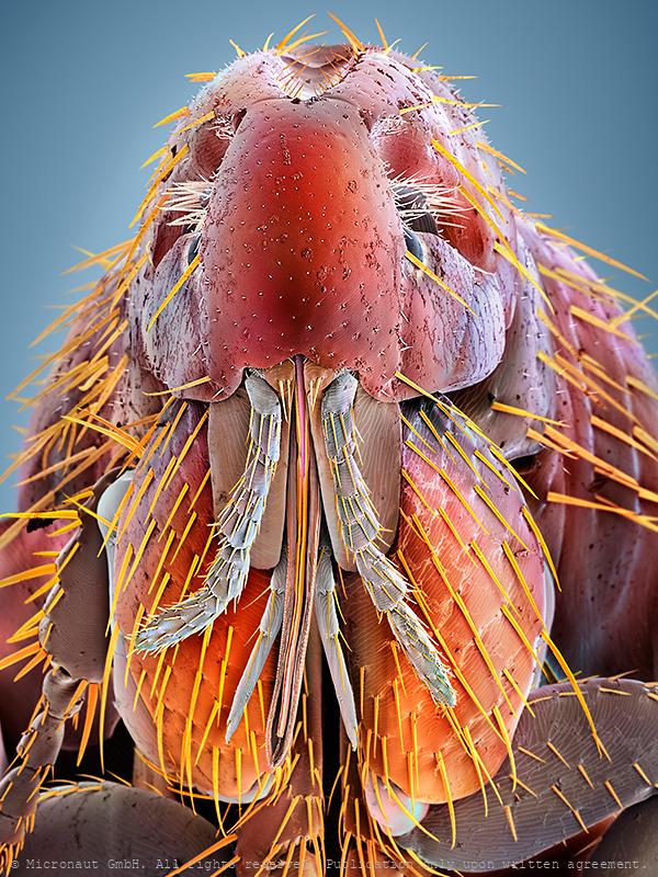 Microcosm I (animals) | Micronaut: The fine art of microscopy by ...