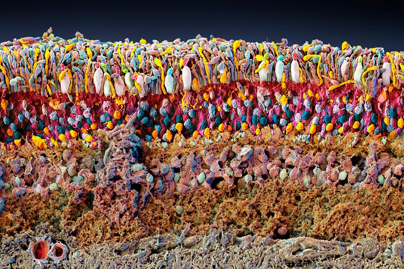 Vision | Micronaut: The fine art of microscopy by science photographer ...