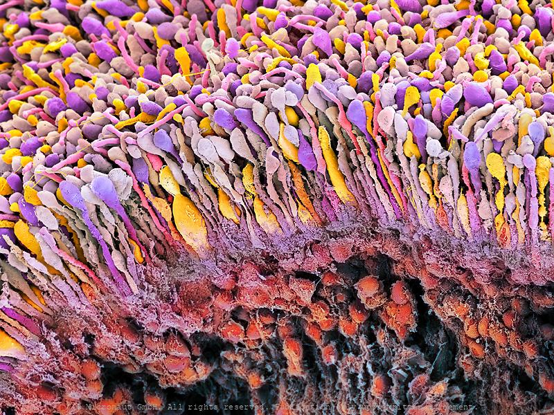 Vision | Micronaut: The fine art of microscopy by science photographer ...