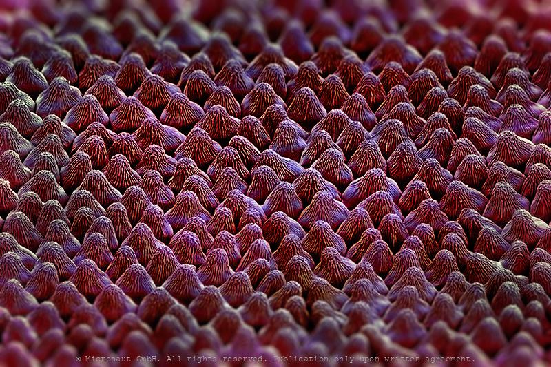 Microcosm II (plants & fungi) | Micronaut: The fine art of microscopy ...