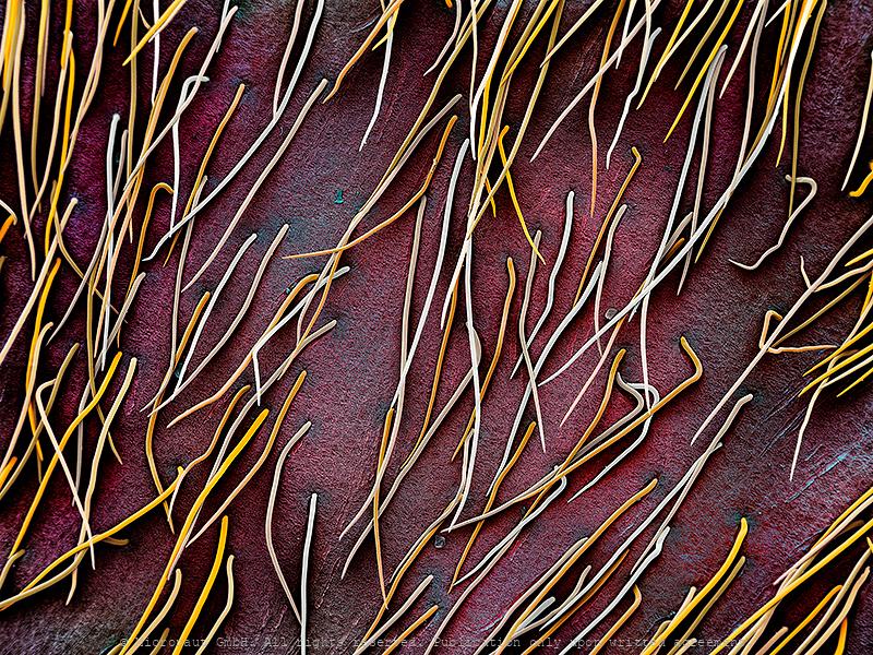 Microcosm II (plants & fungi) | Micronaut: The fine art of microscopy ...