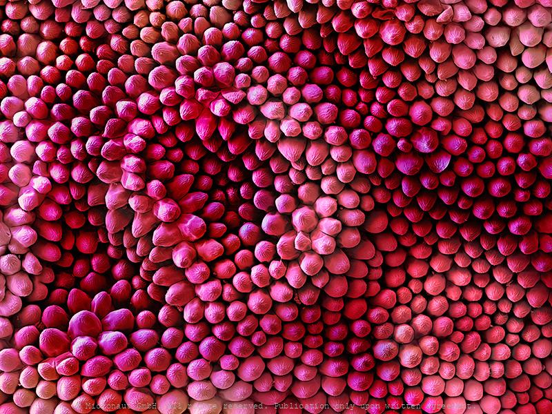 Microcosm II (plants & fungi) | Micronaut: The fine art of microscopy ...