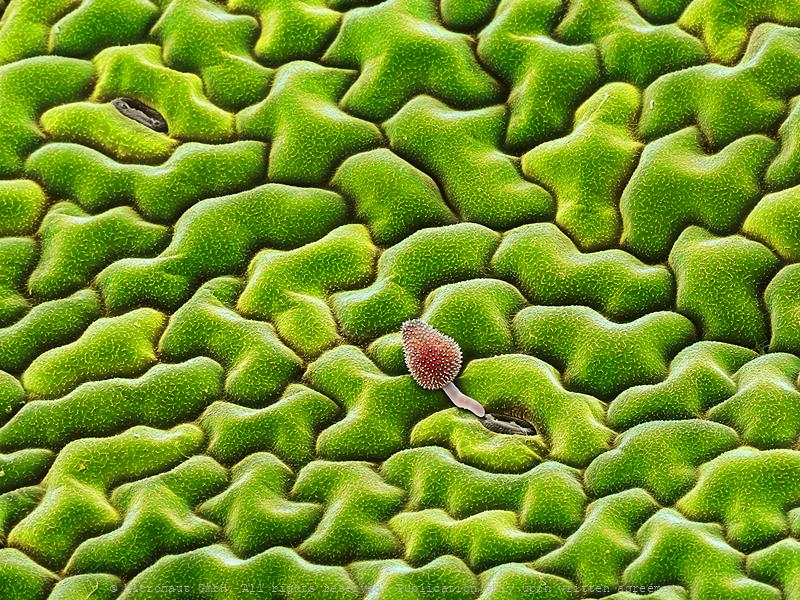 Microcosm II (plants & fungi) | Micronaut: The fine art of microscopy ...