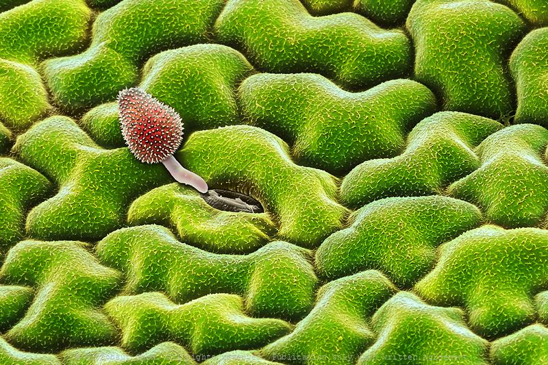 Microcosm II (plants & fungi) | Micronaut: The fine art of microscopy ...