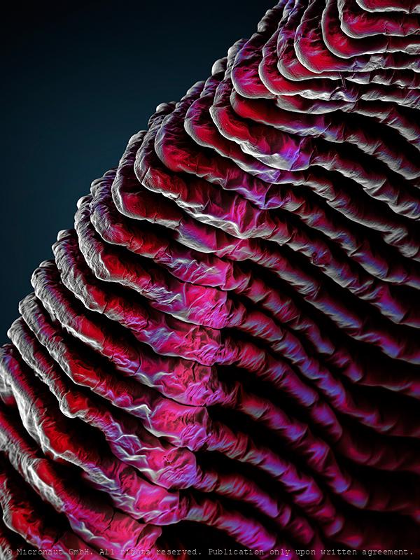 Microcosm I (animals) | Micronaut: The fine art of microscopy by ...
