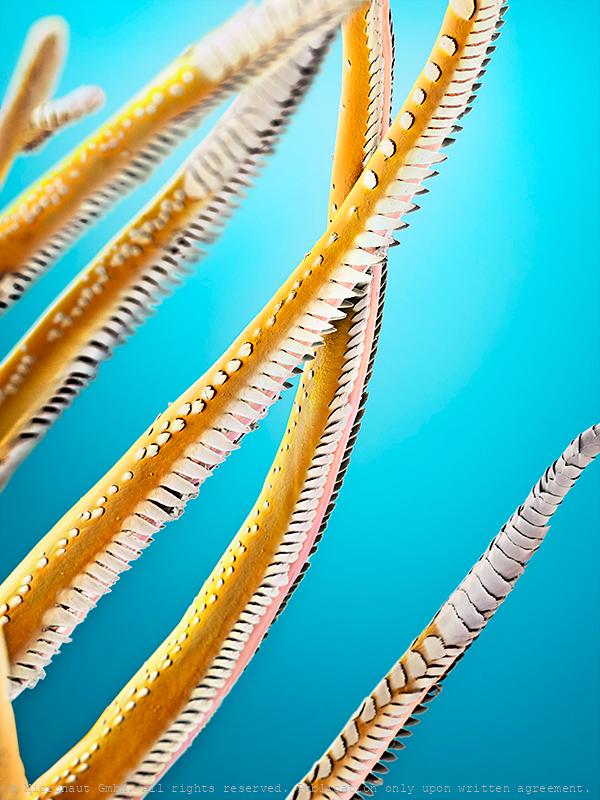 Microcosm I (animals) | Micronaut: The fine art of microscopy by ...