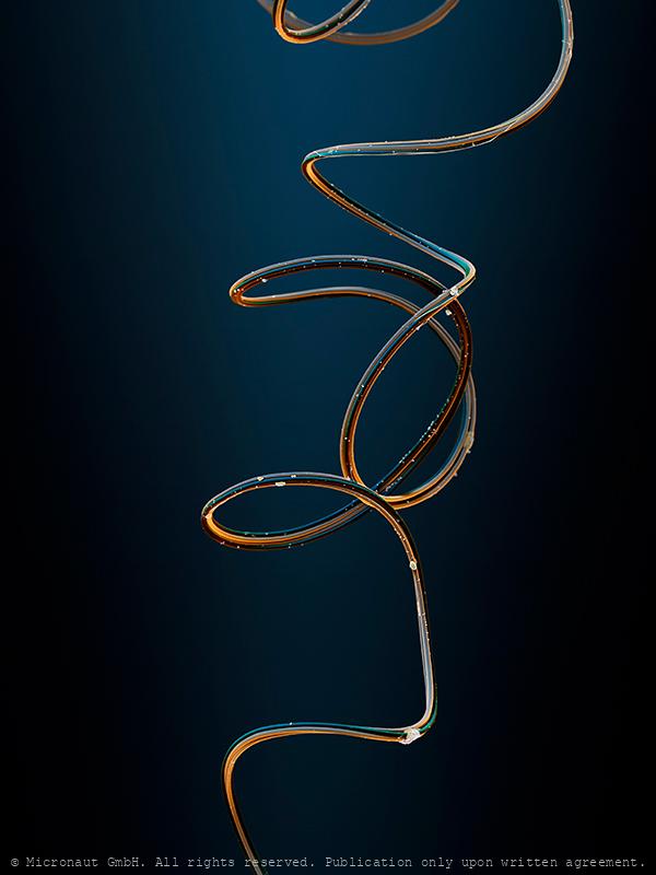 Microcosm I (animals) | Micronaut: The fine art of microscopy by ...