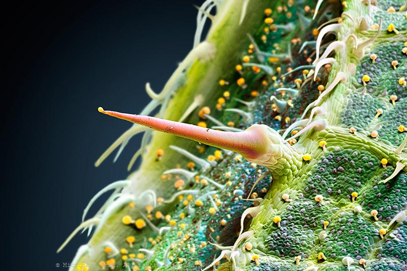 Stinging Nettle hair (Urtica dioica) | Micronaut: The fine art of ...