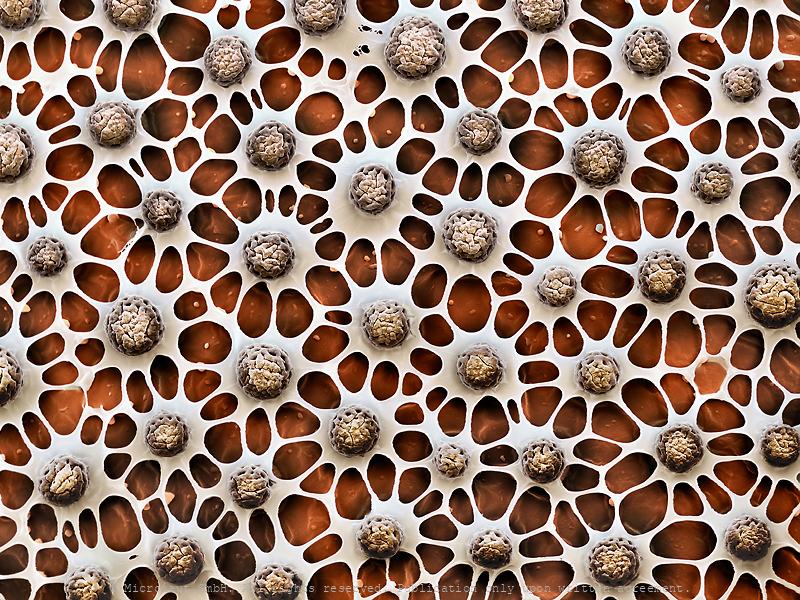 Butterfly Eggs | Micronaut: The fine art of microscopy by science ...