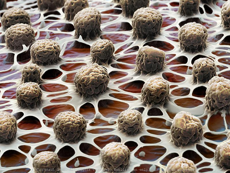 Butterfly Eggs | Micronaut: The fine art of microscopy by science ...