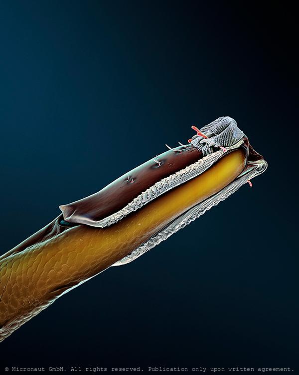 New Images | Micronaut: The fine art of microscopy by science ...